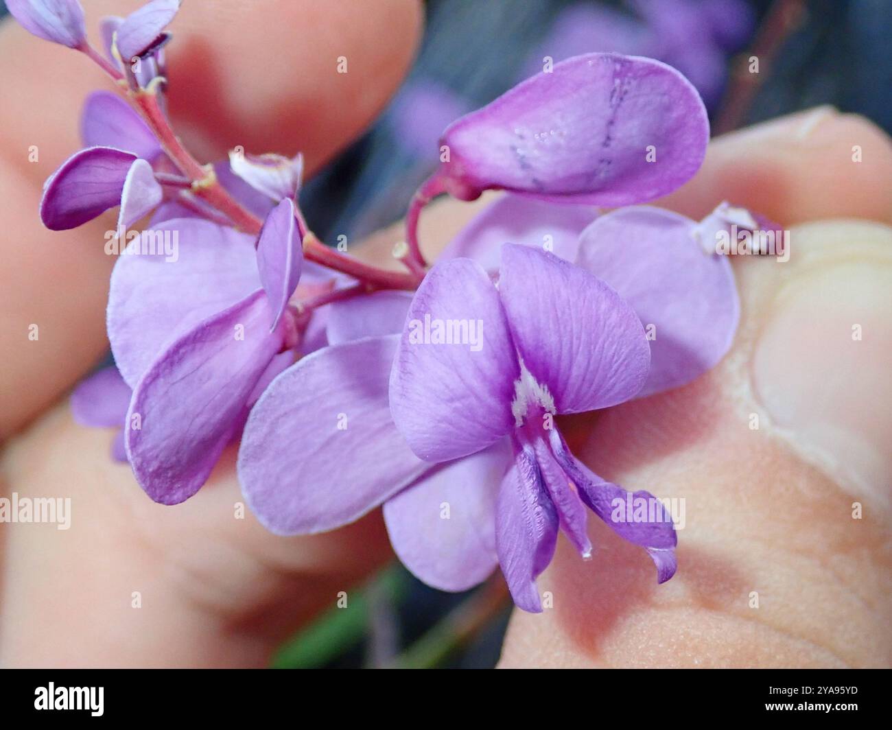 (Pterodon emarginatus) Plantae Stock Photo - Alamy
