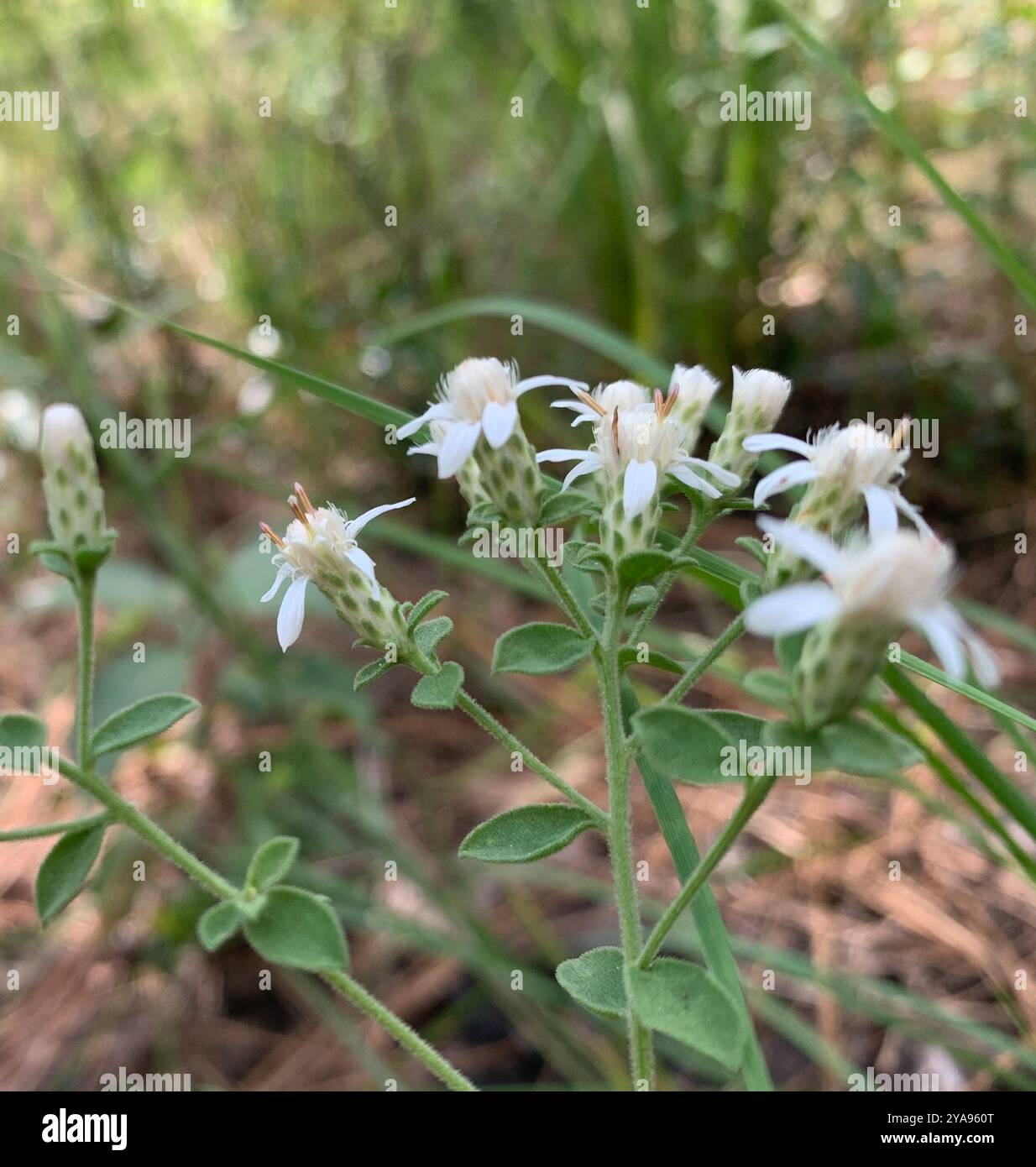 Dixie aster (Sericocarpus tortifolius) Plantae Stock Photo - Alamy