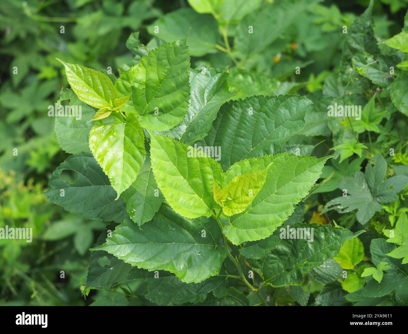 Korean mulberry (Morus indica) Plantae Stock Photo - Alamy