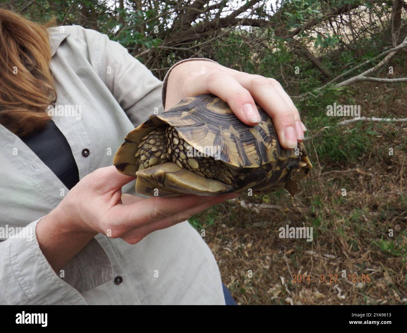 Eastern Hinge Tortoise (Kinixys zombensis zombensis) Reptilia Stock ...