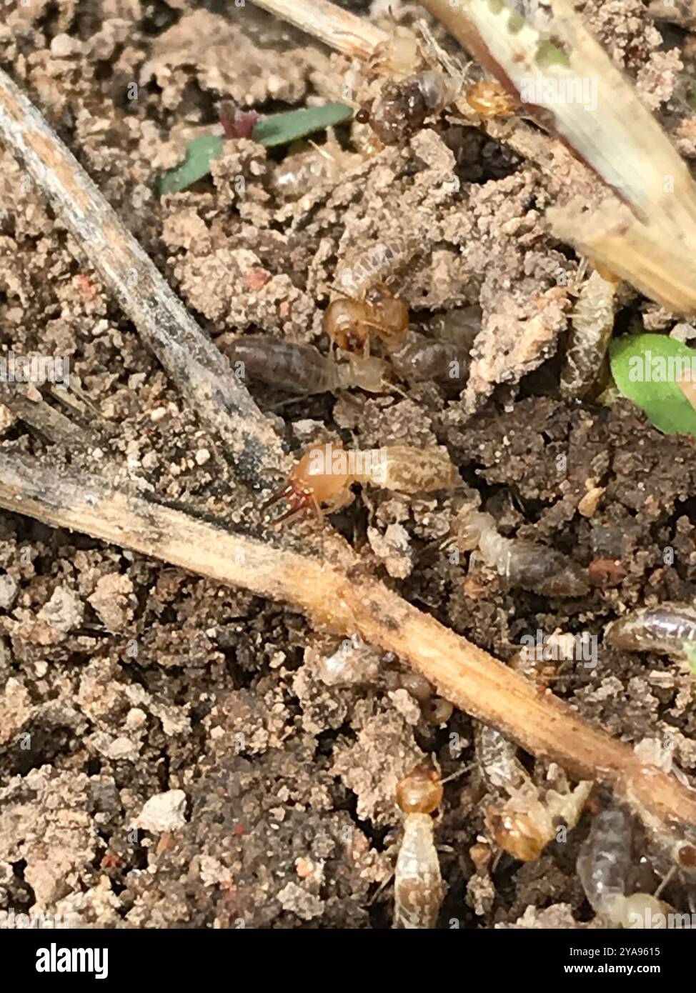 Long-jawed Desert Termites (Gnathamitermes) Insecta Stock Photo - Alamy