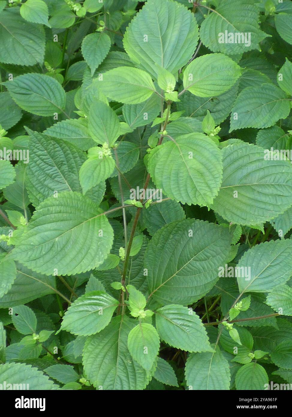 beefsteak plant (Perilla frutescens) Plantae Stock Photo - Alamy