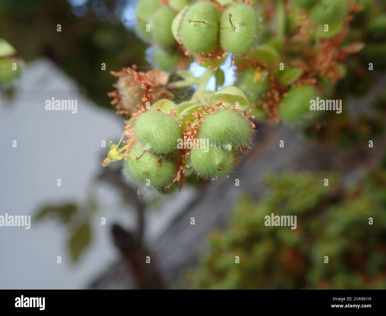 Sandpaper tree (Curatella americana) Plantae Stock Photo - Alamy