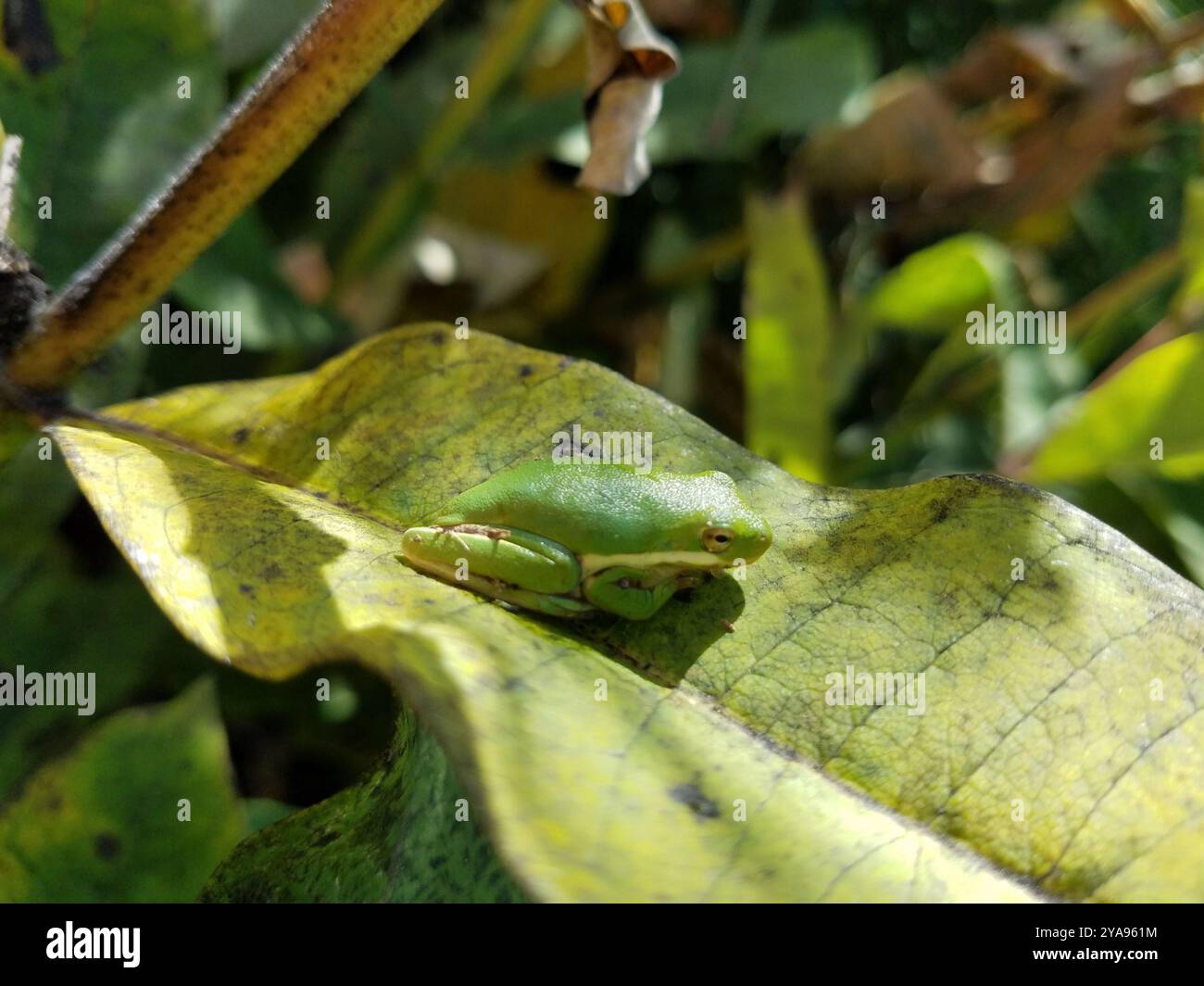 Green Treefrog (Hyla cinerea) Amphibia Stock Photo - Alamy