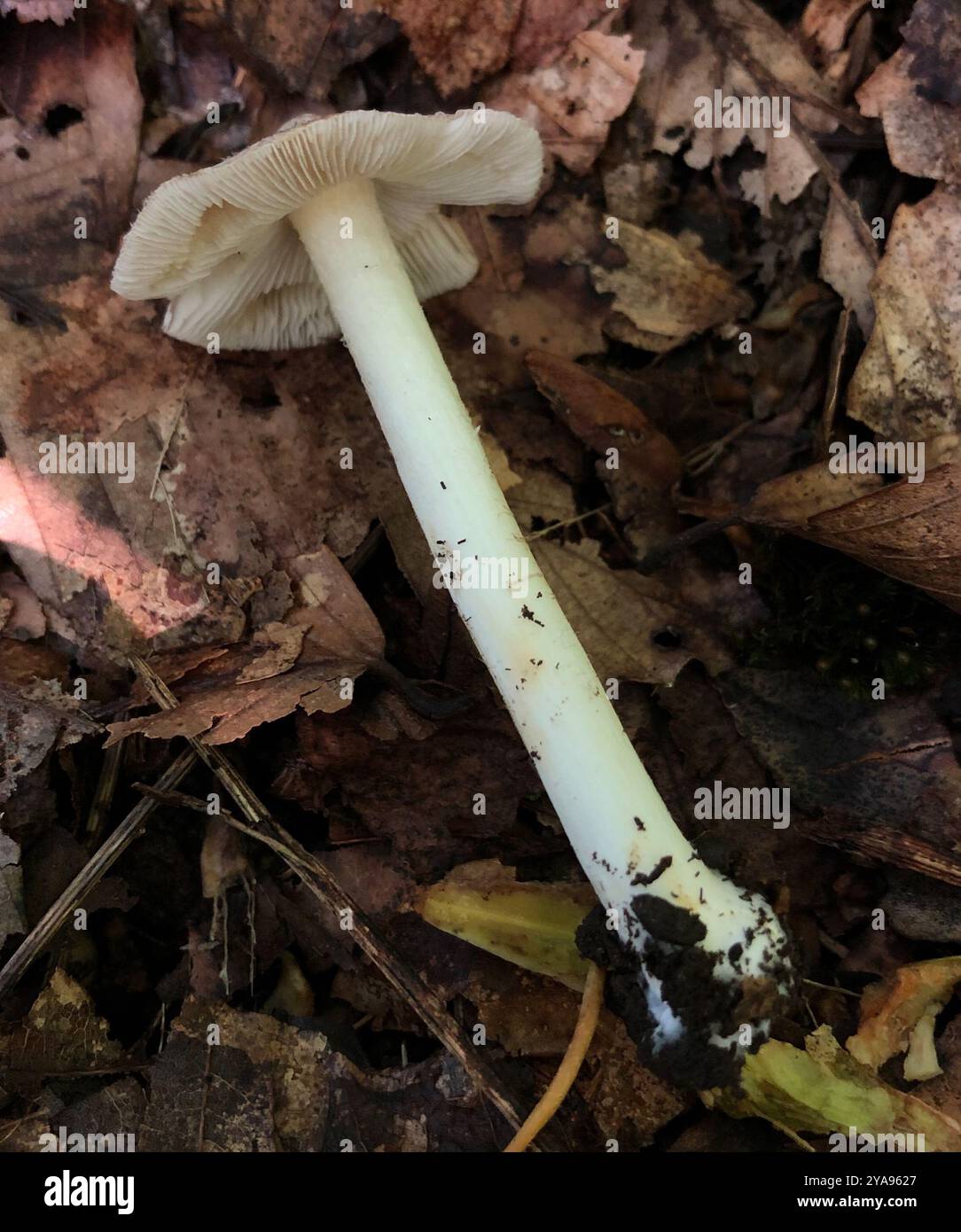 Fibercaps and Allies (Inocybaceae) Fungi Stock Photo - Alamy