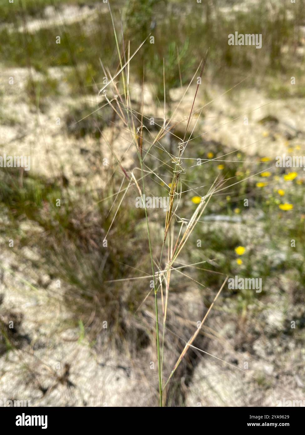 Seaside Threeawn (Aristida tuberculosa) Plantae Stock Photo - Alamy