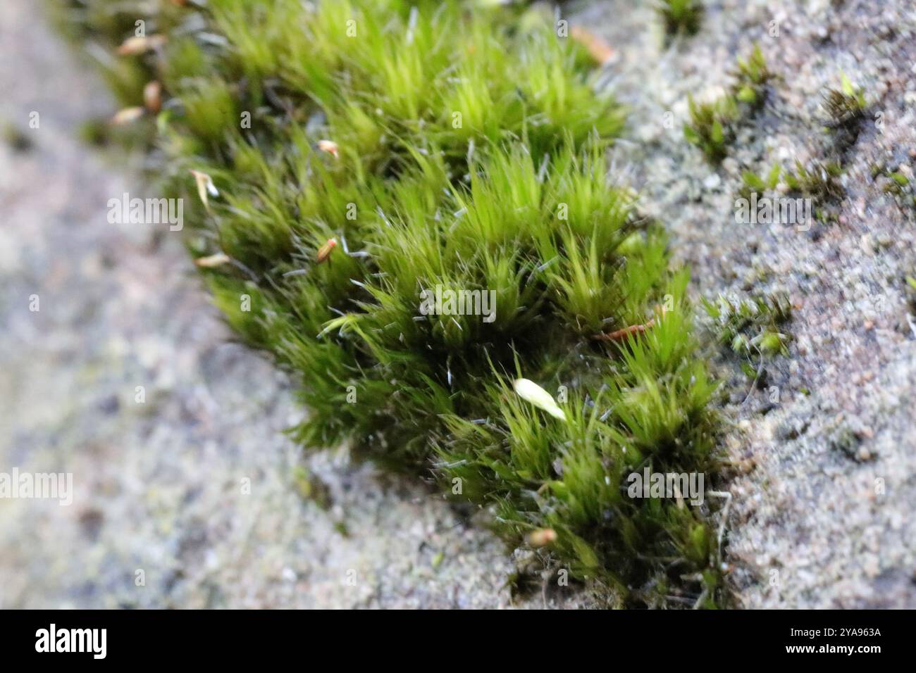 Heath Star-moss (Campylopus introflexus) Plantae Stock Photo - Alamy