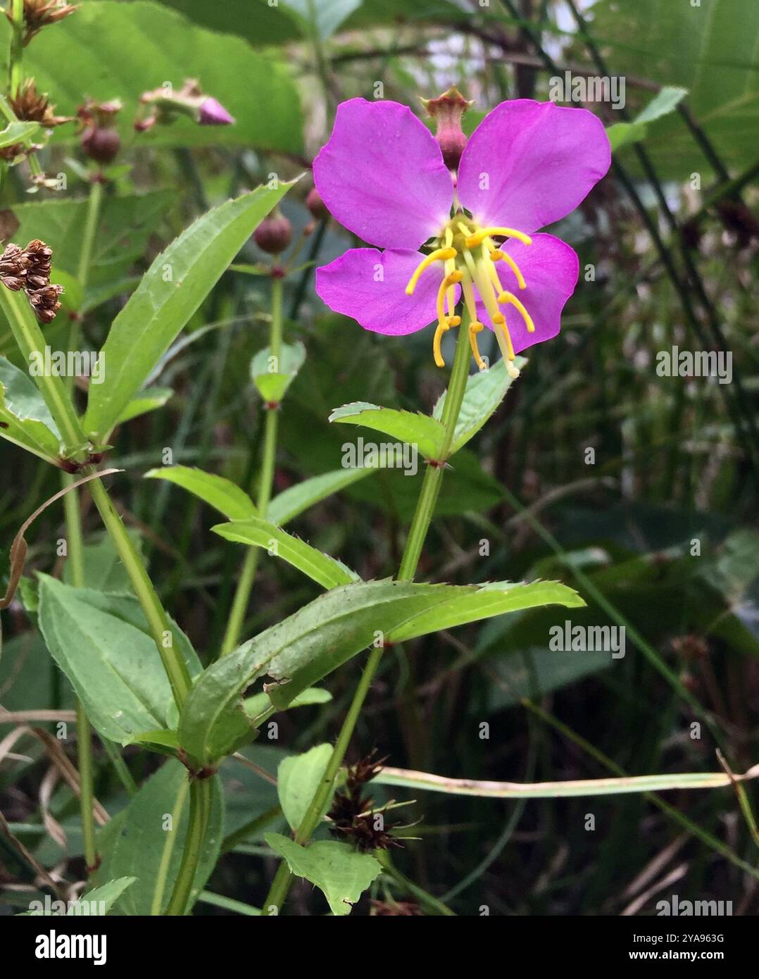 Virginia meadowbeauty (Rhexia virginica) Plantae Stock Photo - Alamy