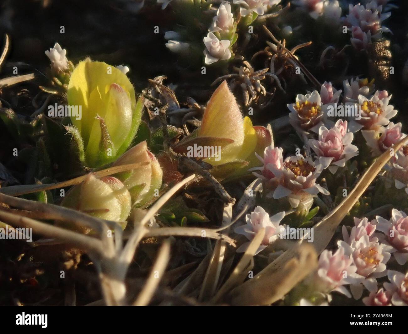 (Lotononis pungens) Plantae Stock Photo - Alamy