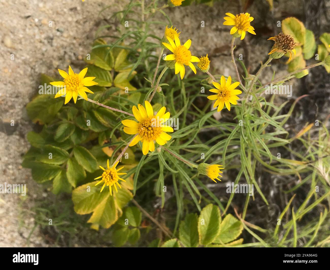 Sickleleaf Silk-grass (Pityopsis falcata) Plantae Stock Photo - Alamy