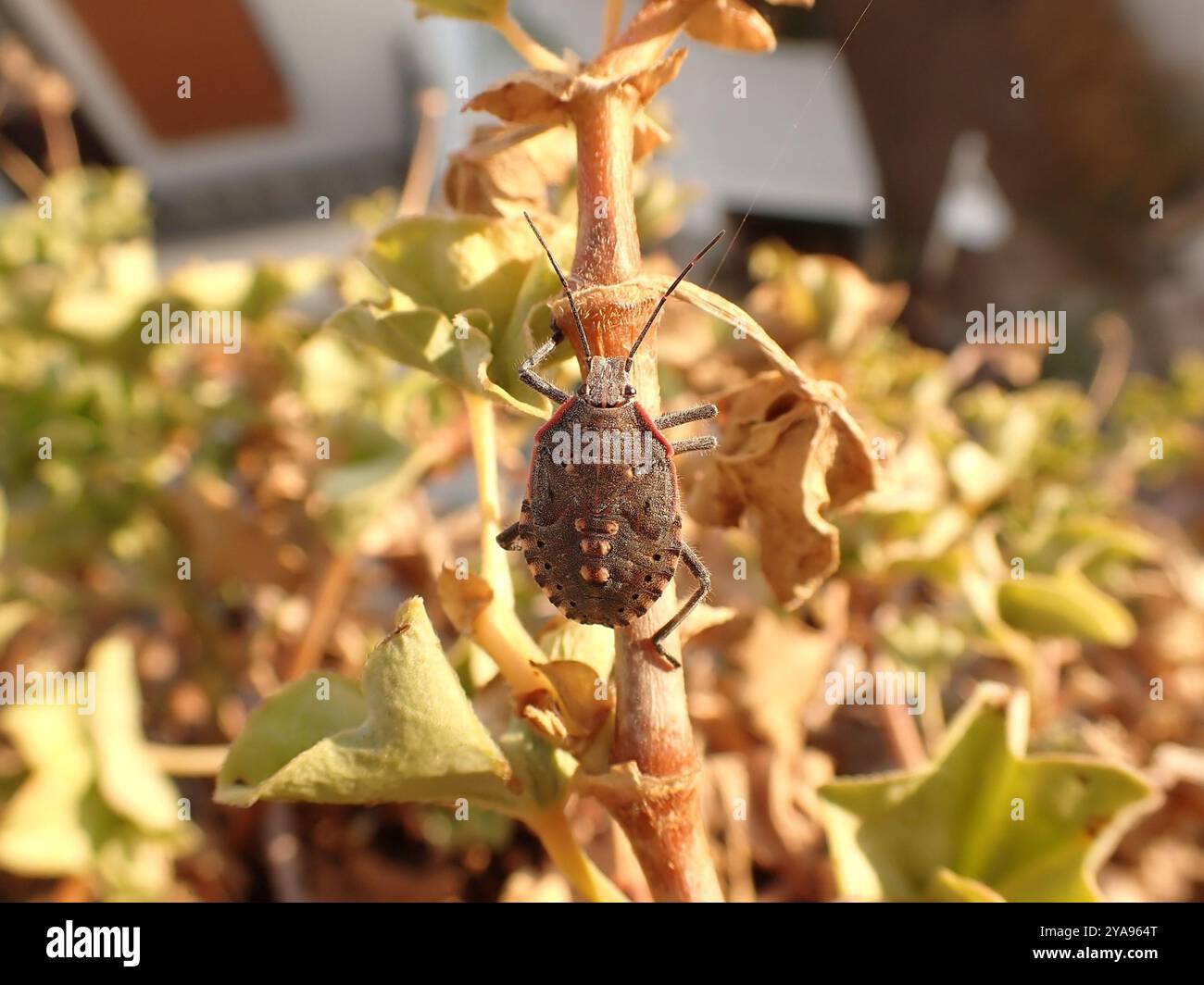 Almond Stink Bug (Apodiphus amygdali) Insecta Stock Photo - Alamy