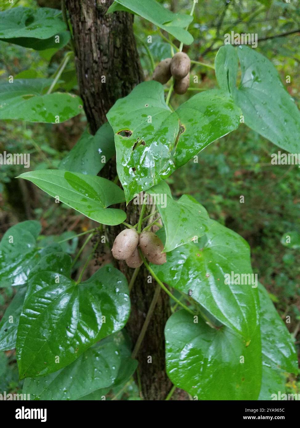 Chinese yam (Dioscorea polystachya) Plantae Stock Photo - Alamy