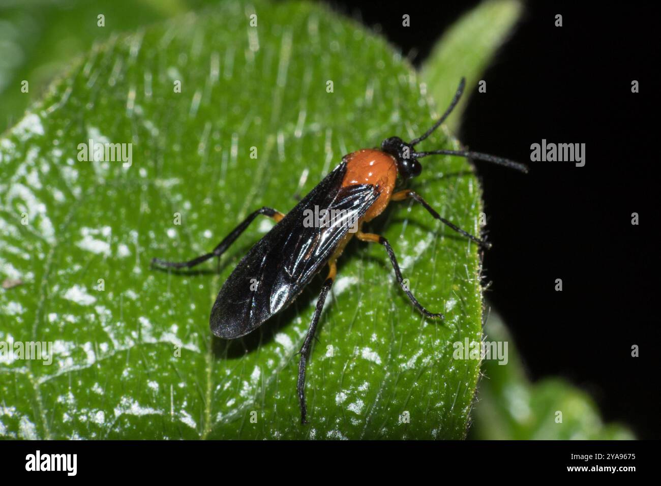 Sawflies, Horntails, and Wood Wasps (Symphyta) Insecta Stock Photo - Alamy