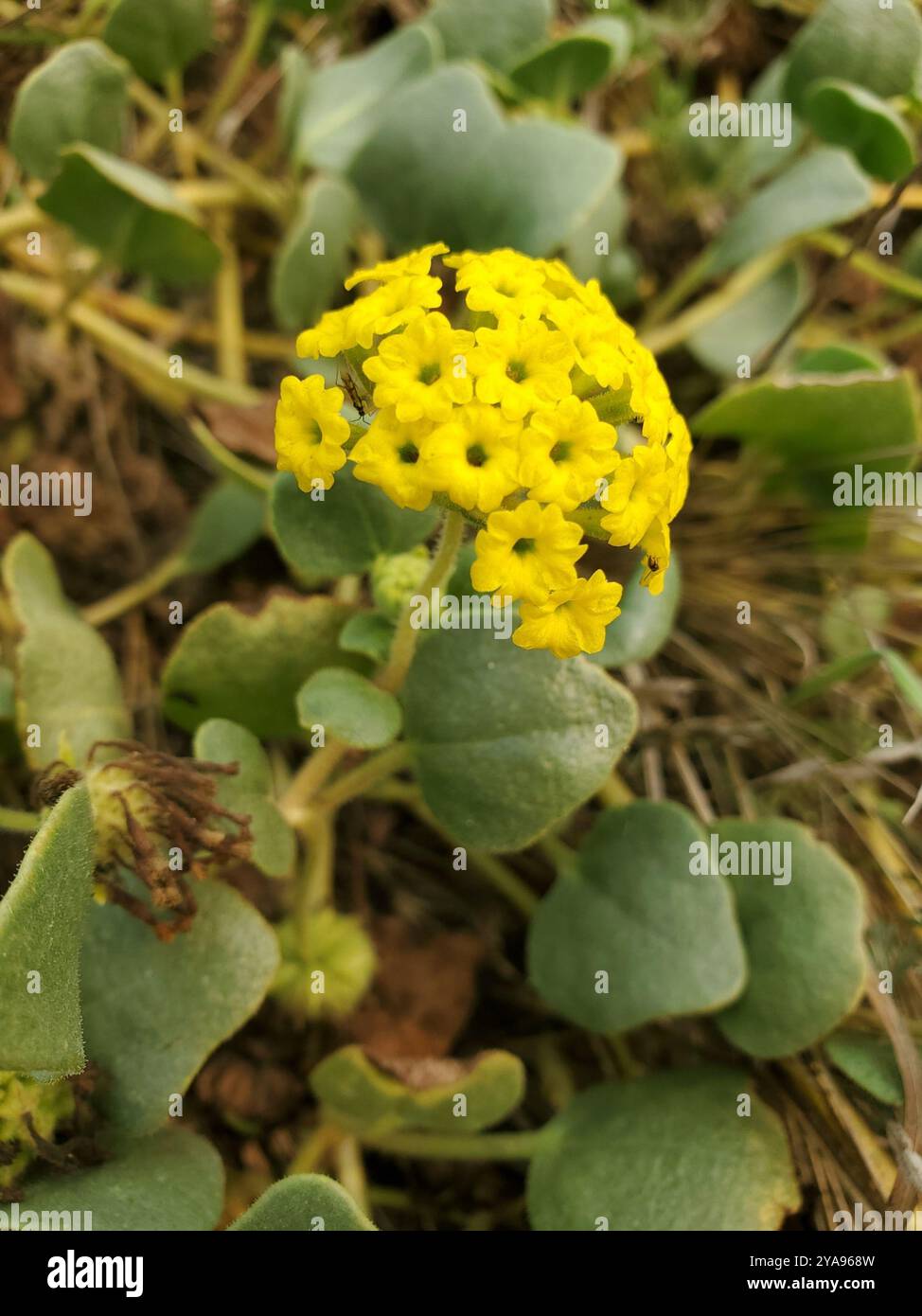 Yellow Sand Verbena (Abronia latifolia) Plantae Stock Photo - Alamy