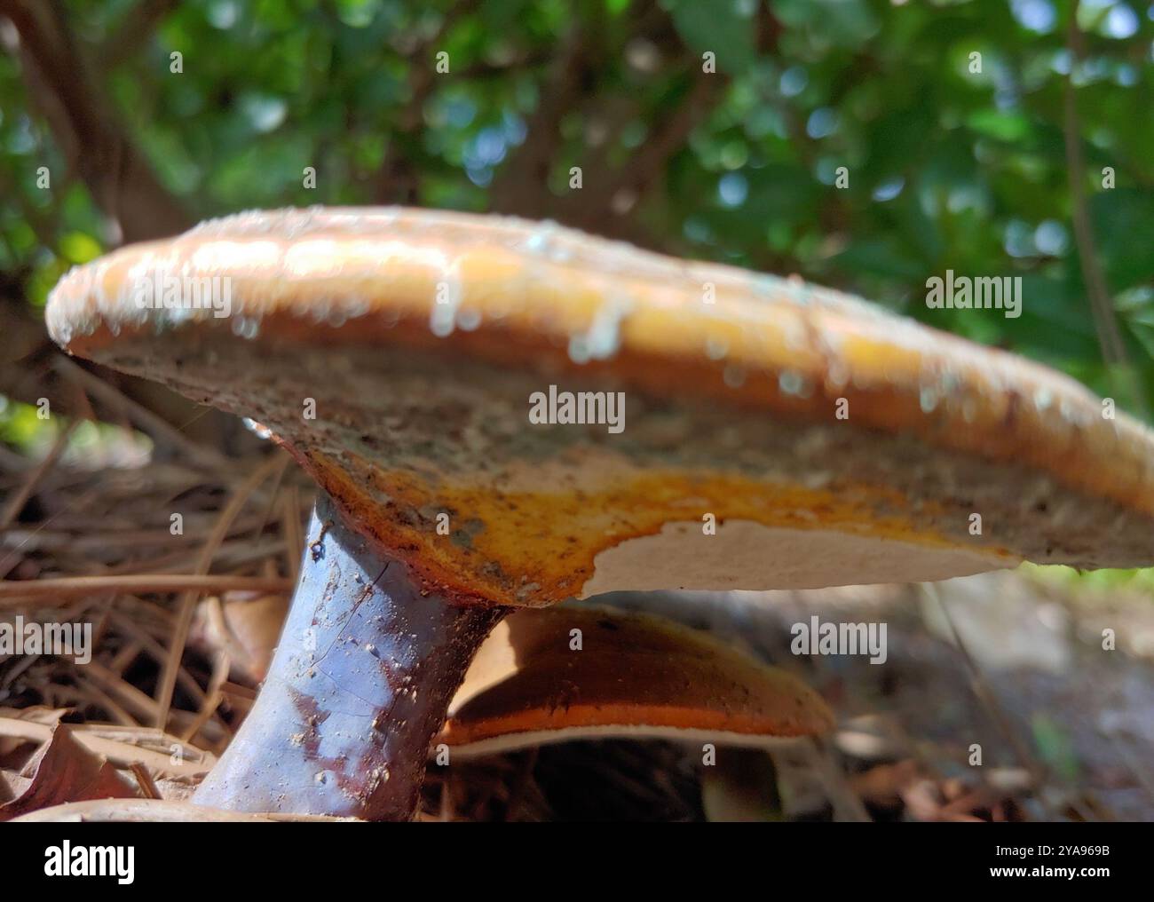 golden reishi (Ganoderma curtisii) Fungi Stock Photo - Alamy