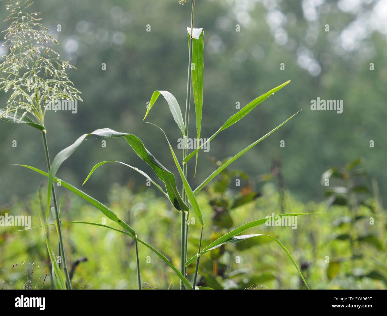 annual wild rice (Zizania aquatica) Plantae Stock Photo - Alamy
