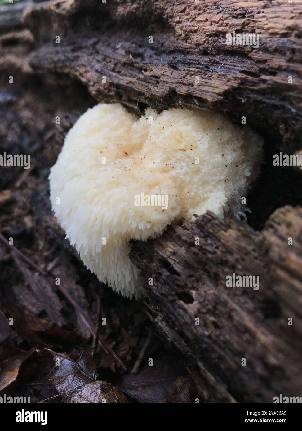 lion's-mane mushroom (Hericium erinaceus) Fungi Stock Photo - Alamy