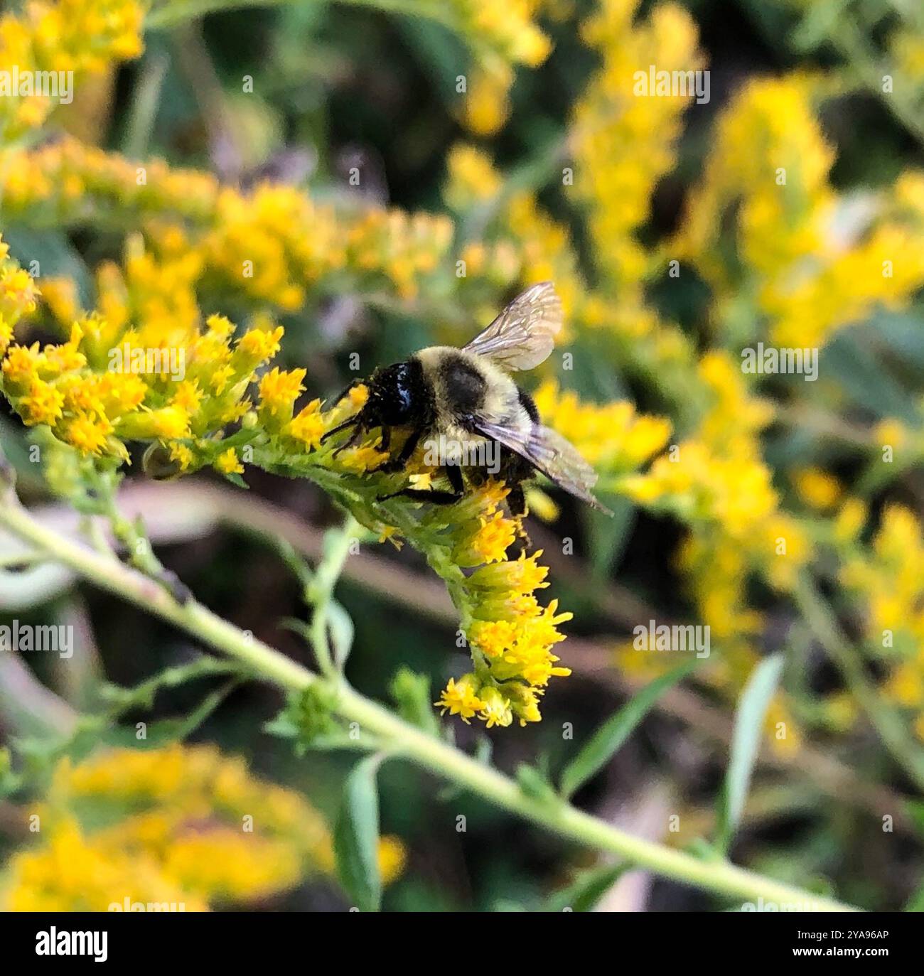 Common Eastern Bumble Bee (Bombus impatiens) Insecta Stock Photo - Alamy
