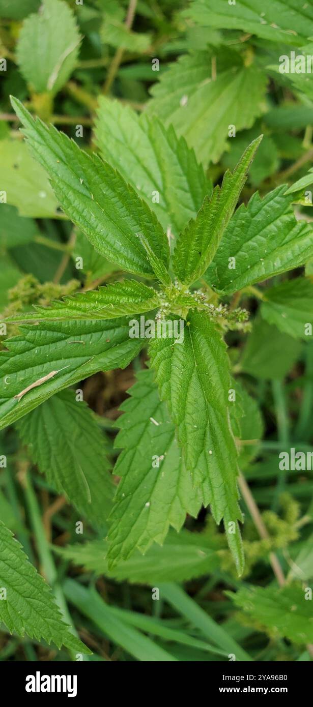 nettle family (Urticaceae) Plantae Stock Photo - Alamy