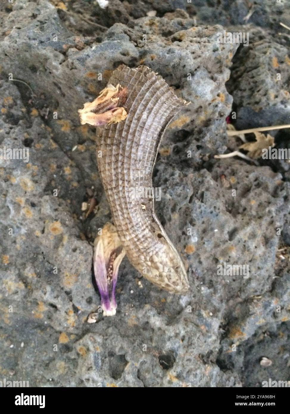 Western Alligator Lizards (Elgaria) Reptilia Stock Photo - Alamy