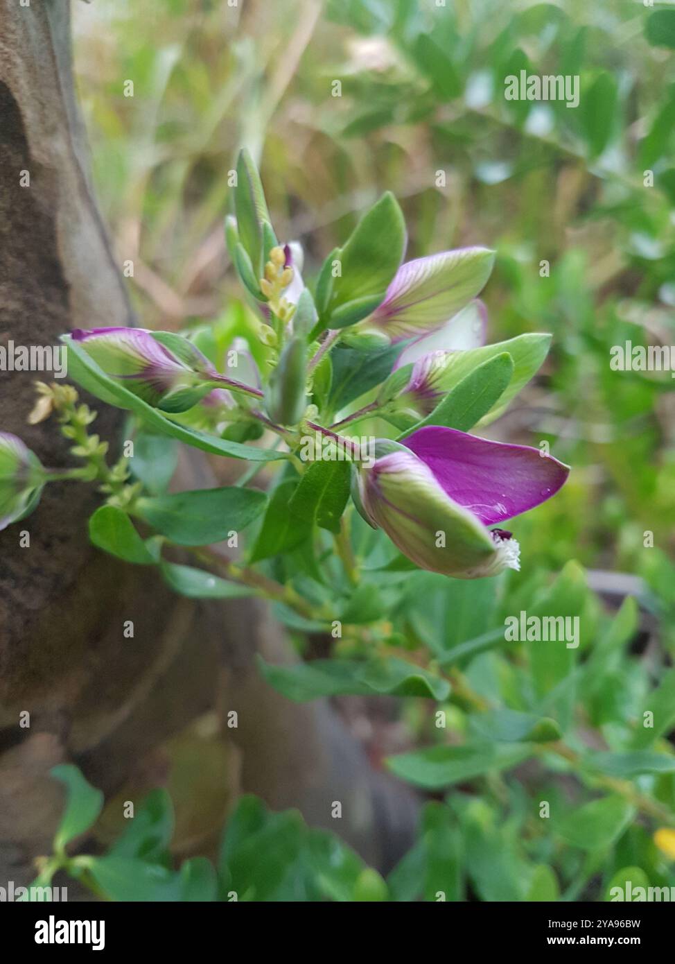 Sweet Pea Shrub (Polygala myrtifolia) Plantae Stock Photo - Alamy