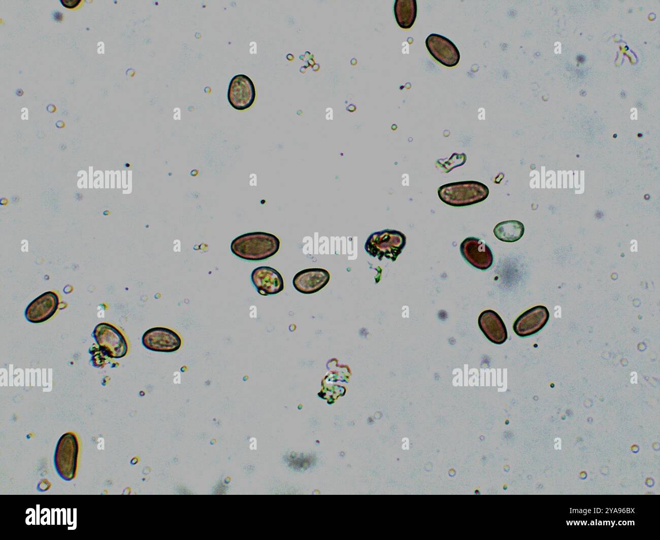 Pale Brittlestem (Candolleomyces candolleanus) Fungi Stock Photo - Alamy