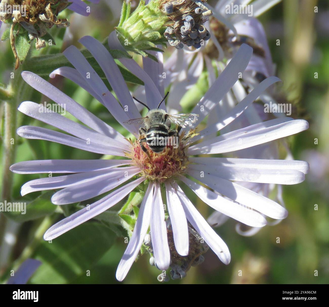 Urbane Digger Bee (Anthophora urbana) Insecta Stock Photo - Alamy