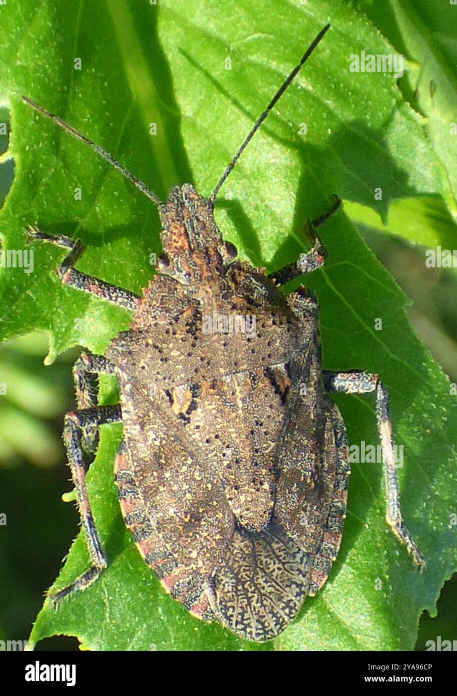 Four-humped Stink Bug (Brochymena quadripustulata) Insecta Stock Photo ...