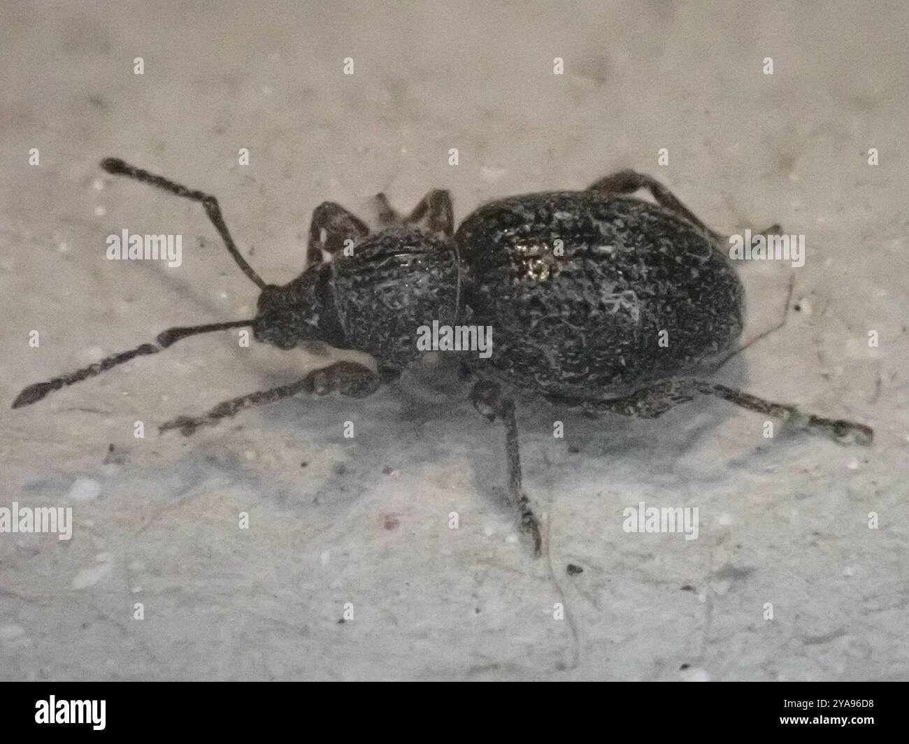 Strawberry Root Weevil (Otiorhynchus ovatus) Insecta Stock Photo - Alamy