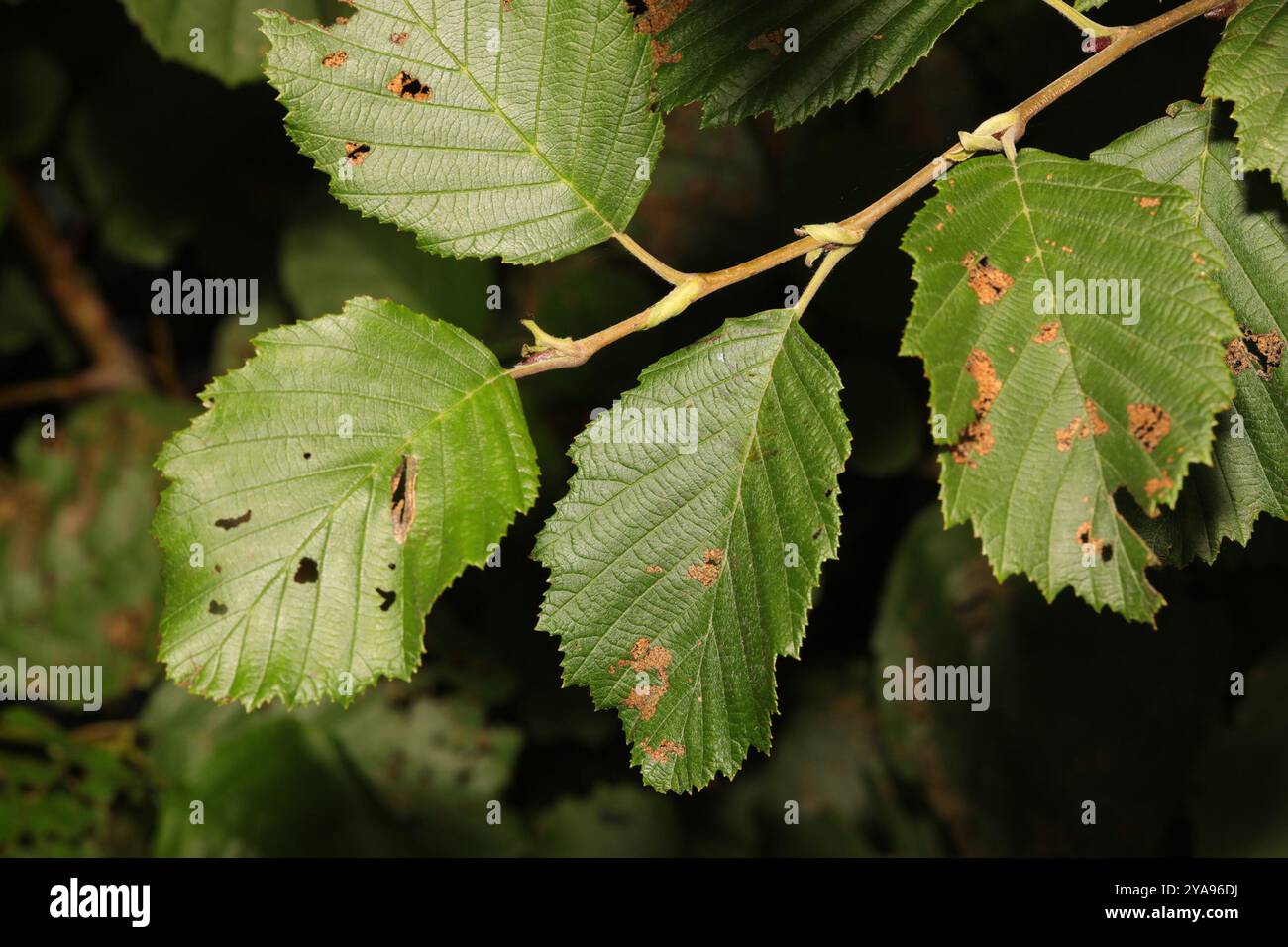 grey alder (Alnus incana) Plantae Stock Photo - Alamy