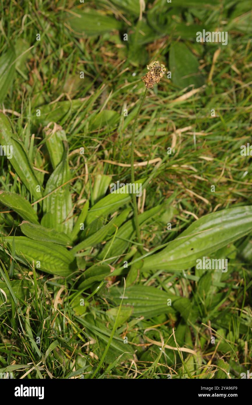 ribwort plantain (Plantago lanceolata) Plantae Stock Photo - Alamy