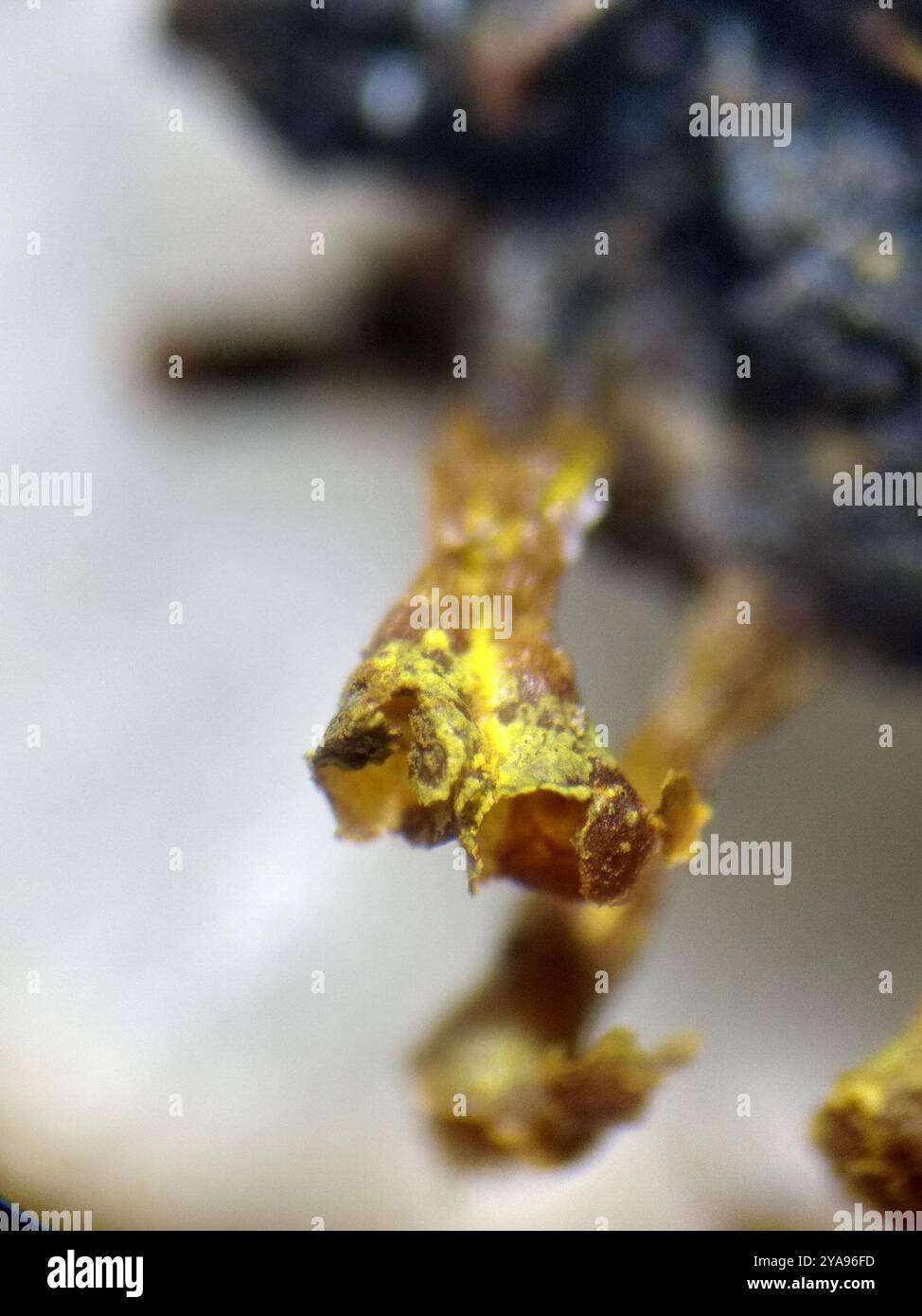 true slime molds (Myxomycetes) Protozoa Stock Photo - Alamy