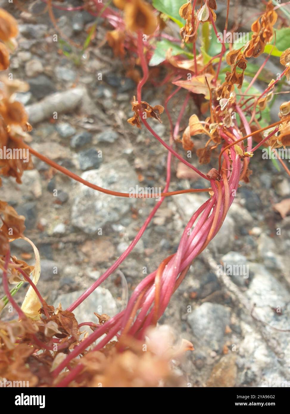 Copse-bindweed (Fallopia dumetorum) Plantae Stock Photo - Alamy