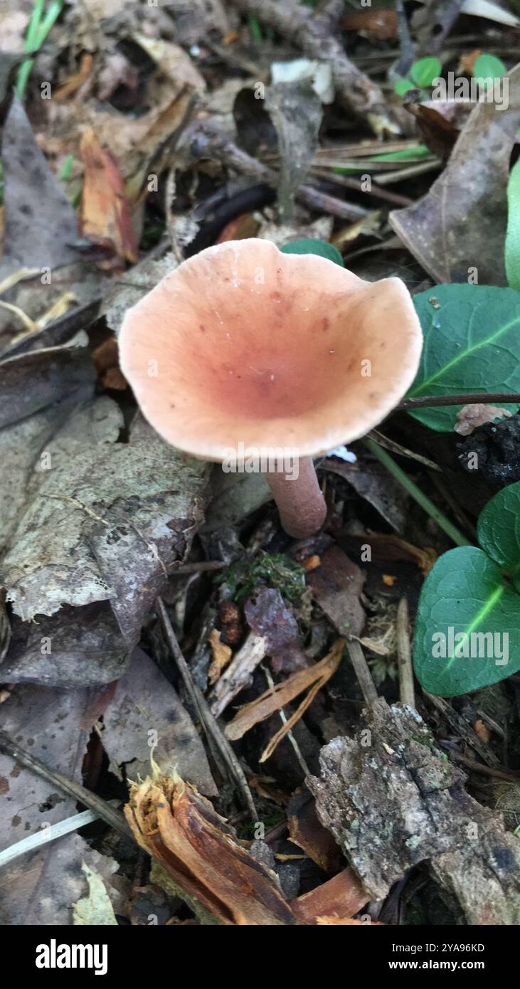 Common Funnel (Infundibulicybe gibba) Fungi Stock Photo - Alamy