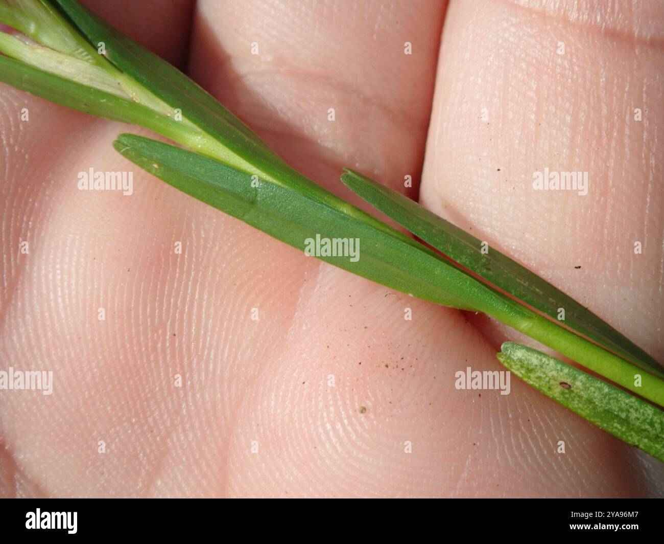 Isochilus linearis hi-res stock photography and images - Alamy