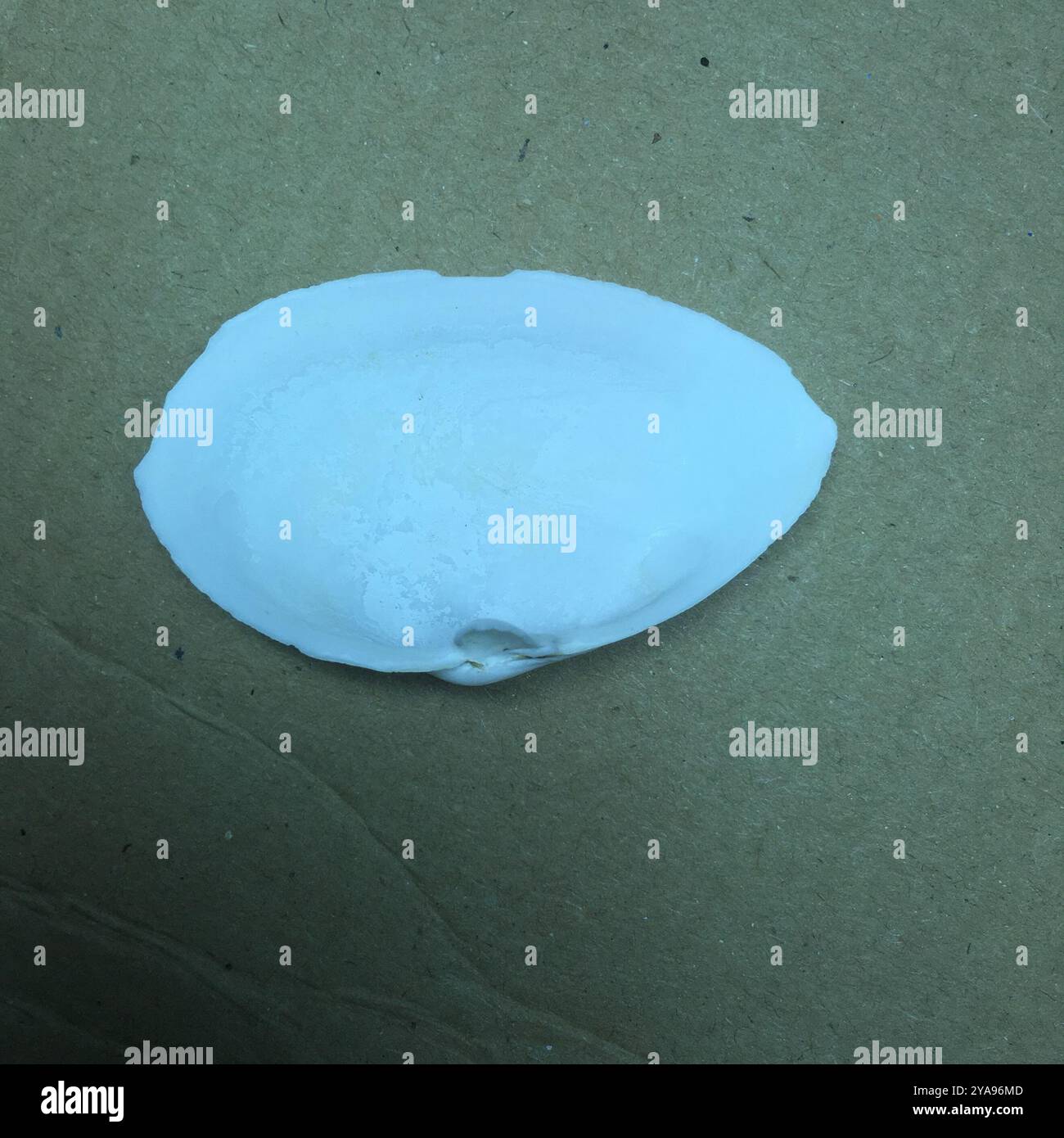 Soft-shelled Clam (Mya arenaria) Mollusca Stock Photo - Alamy