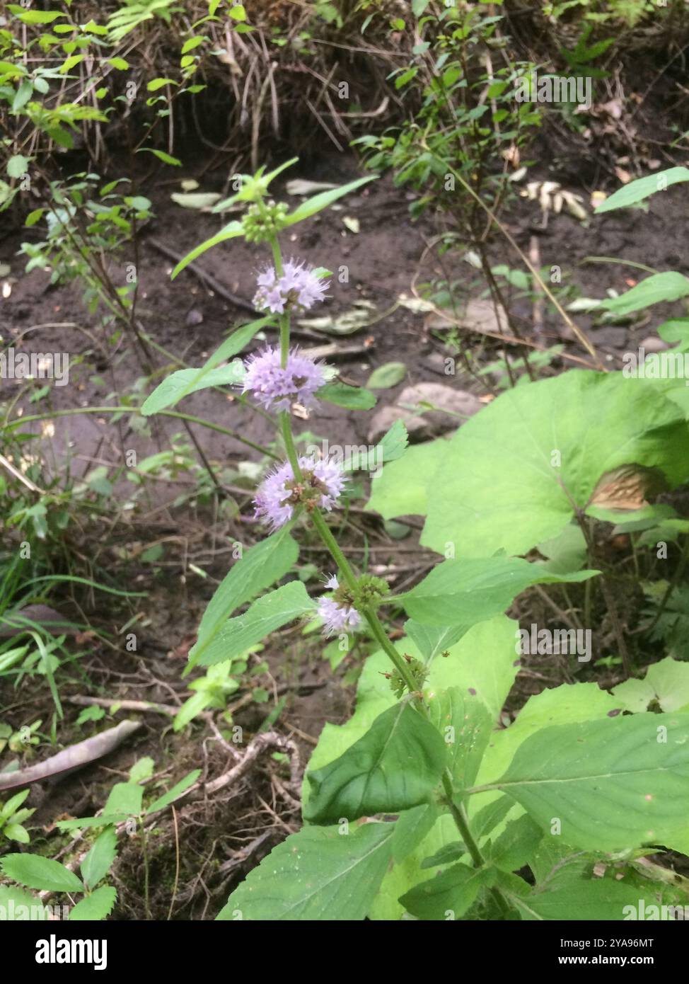 corn mint (Mentha arvensis) Plantae Stock Photo - Alamy
