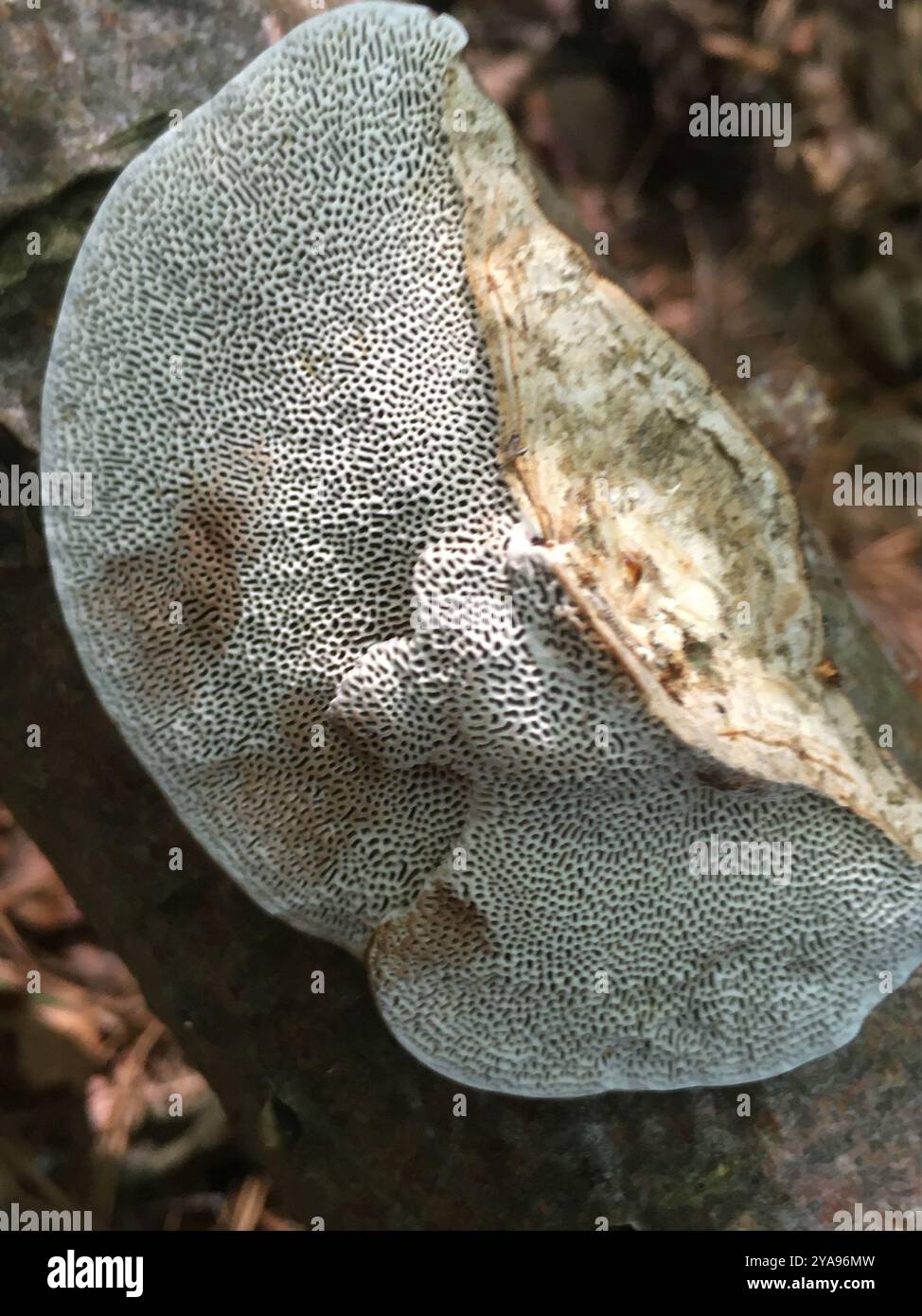 Lumpy Bracket (Trametes gibbosa) Fungi Stock Photo - Alamy