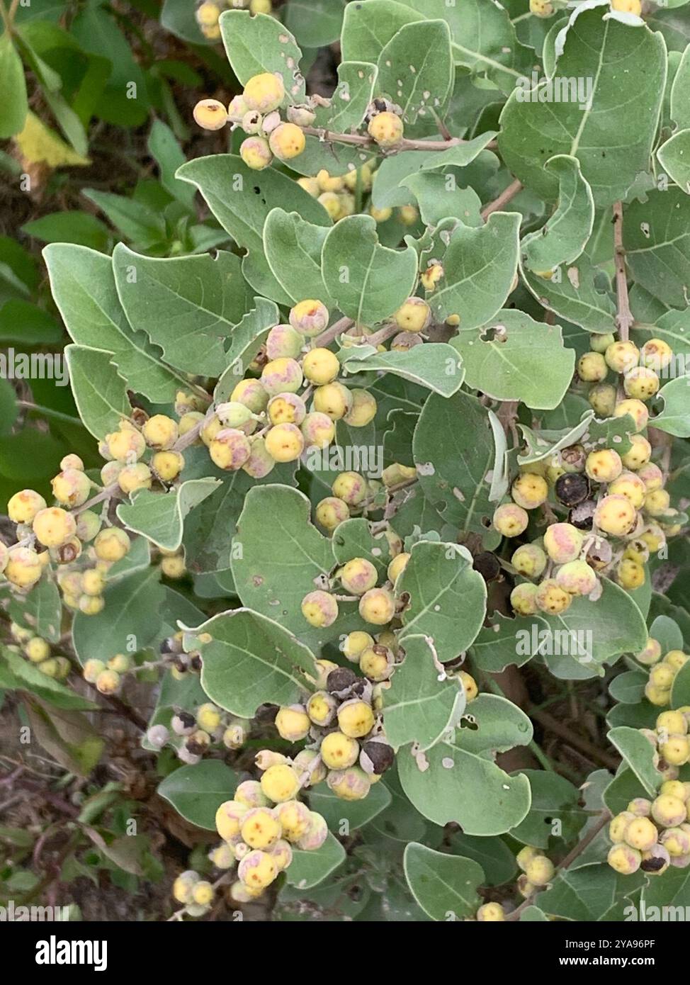 Beach Vitex (Vitex rotundifolia) Plantae Stock Photo - Alamy