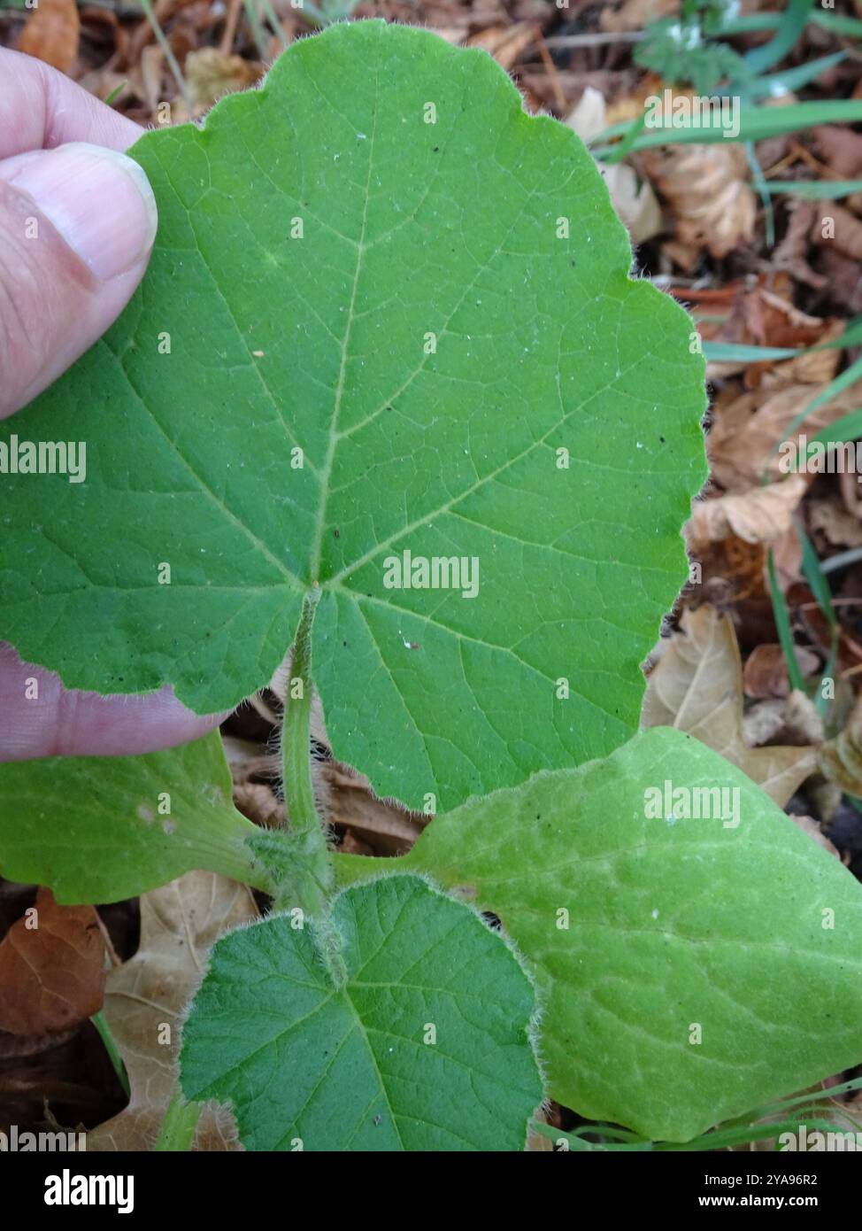 gourd family (Cucurbitaceae) Plantae Stock Photo - Alamy