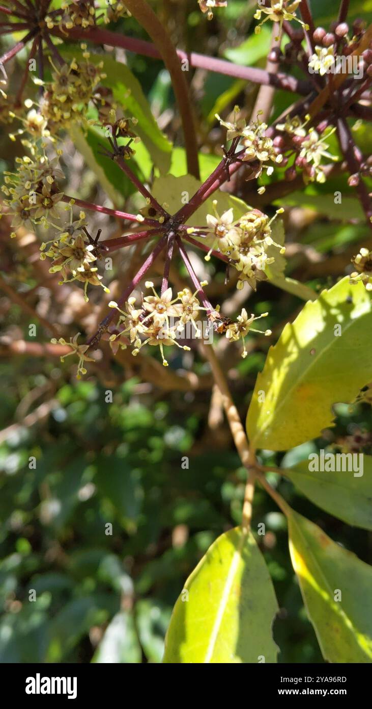 five finger (Pseudopanax arboreus) Plantae Stock Photo - Alamy