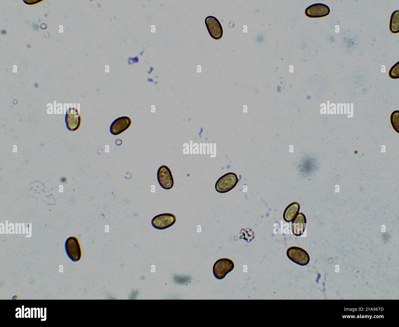 Pale Brittlestem (Candolleomyces candolleanus) Fungi Stock Photo - Alamy