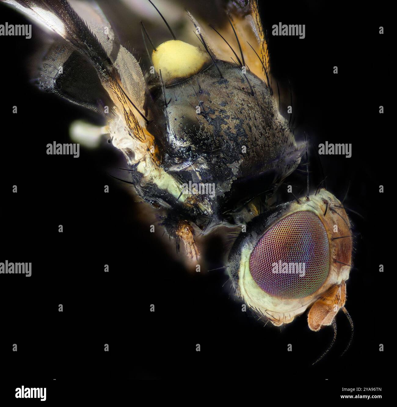 Four-barred Knapweed Gall Fly (Urophora quadrifasciata) Insecta Stock ...