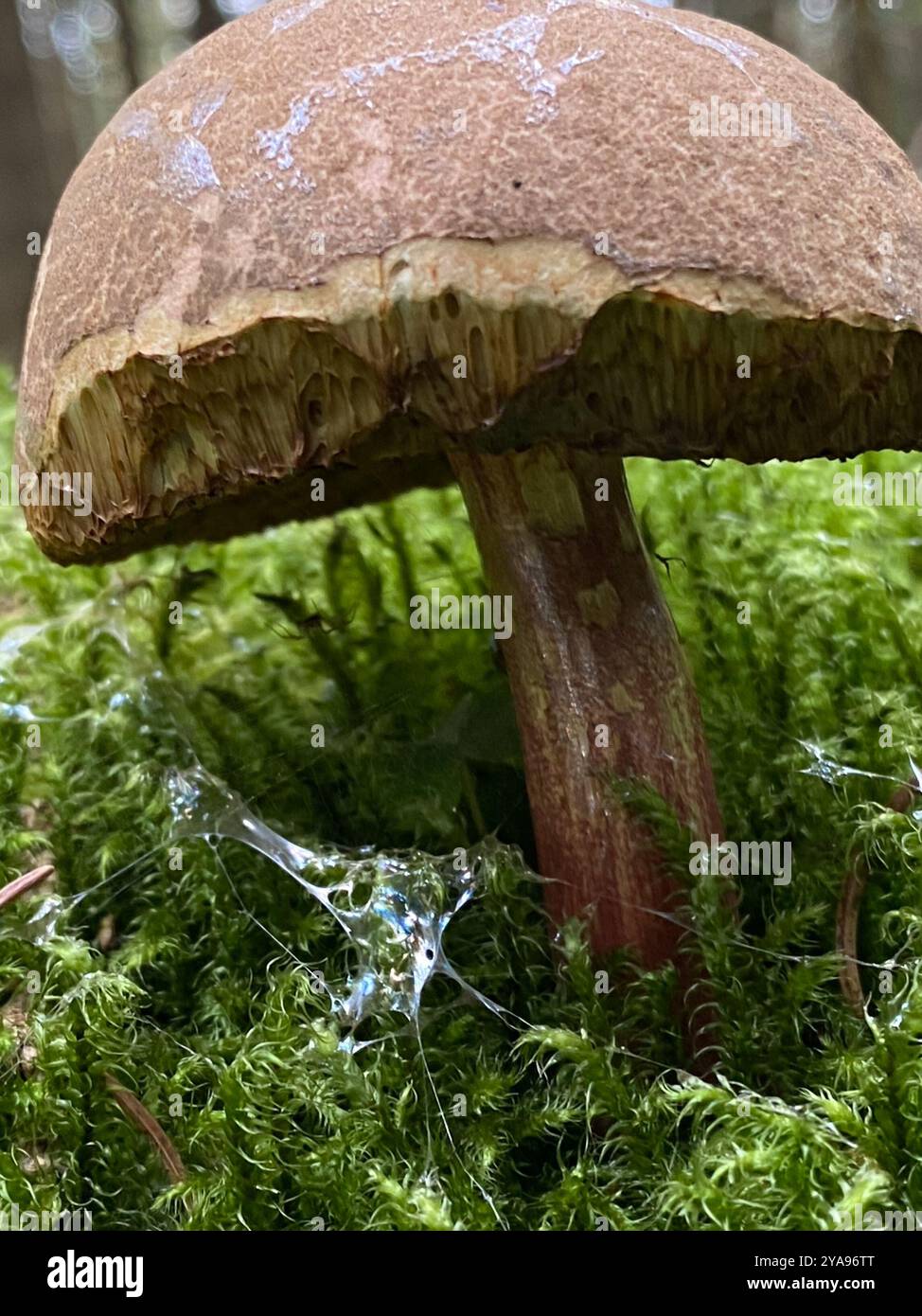 Red-cracking Bolete (Xerocomellus chrysenteron) Fungi Stock Photo - Alamy