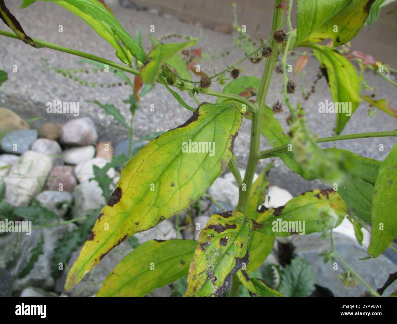 virginia stickseed (Hackelia virginiana) Plantae Stock Photo - Alamy