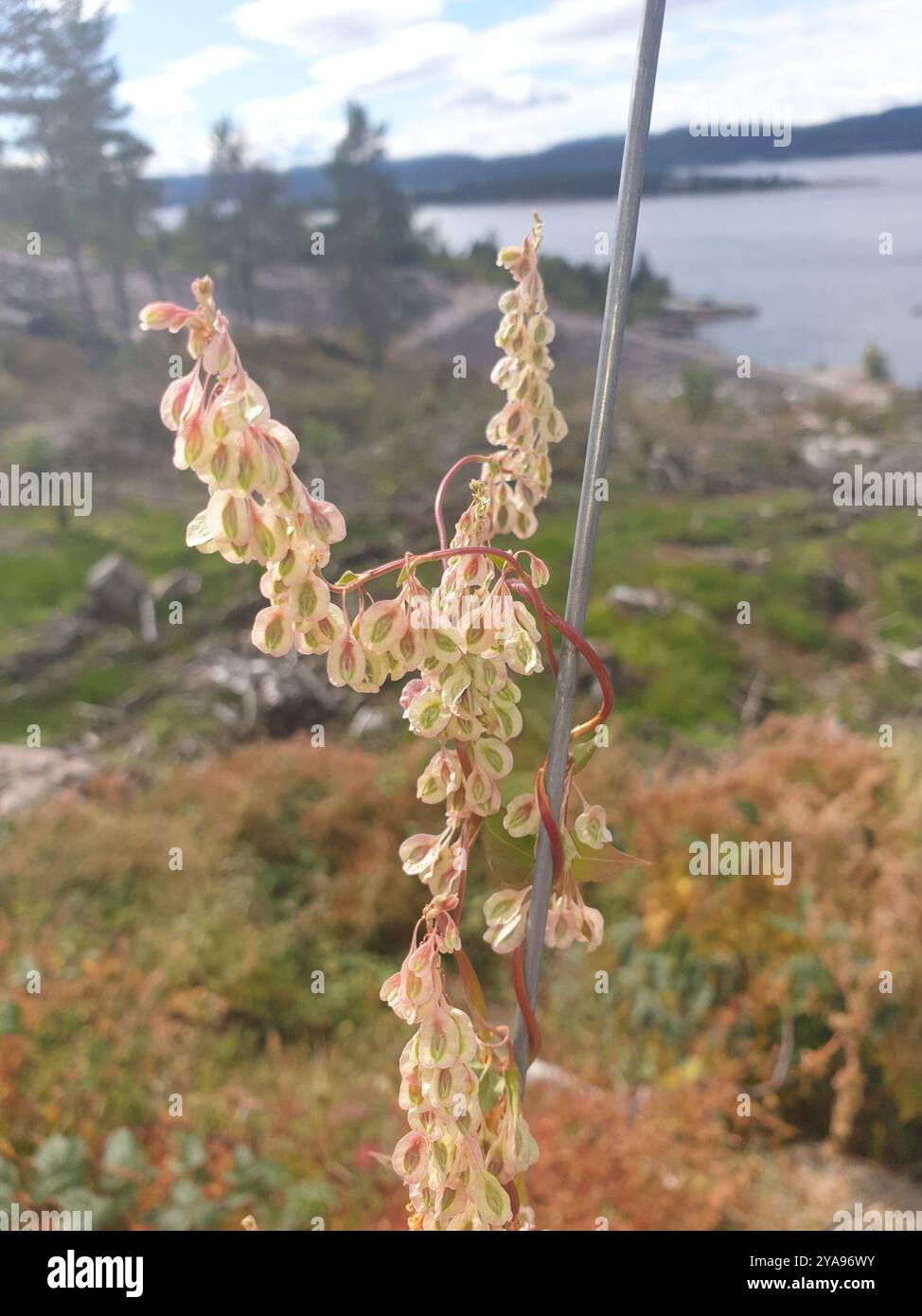 Copse-bindweed (Fallopia dumetorum) Plantae Stock Photo - Alamy