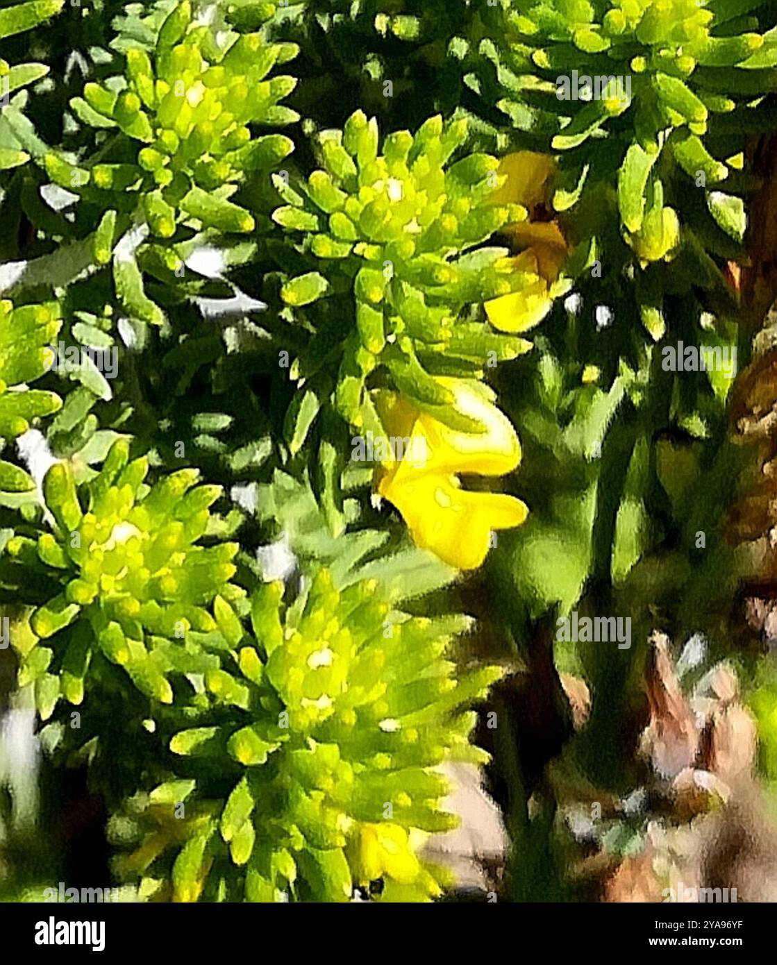 Western Thickleaf Capegorse (Aspalathus pinguis occidentalis) Plantae ...