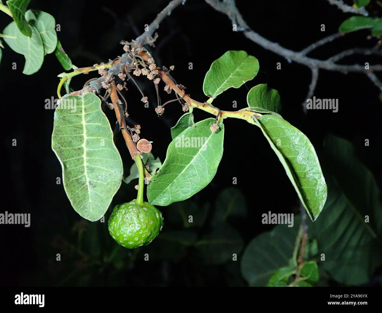 Mama Cadela (Brosimum gaudichaudii) Plantae Stock Photo - Alamy