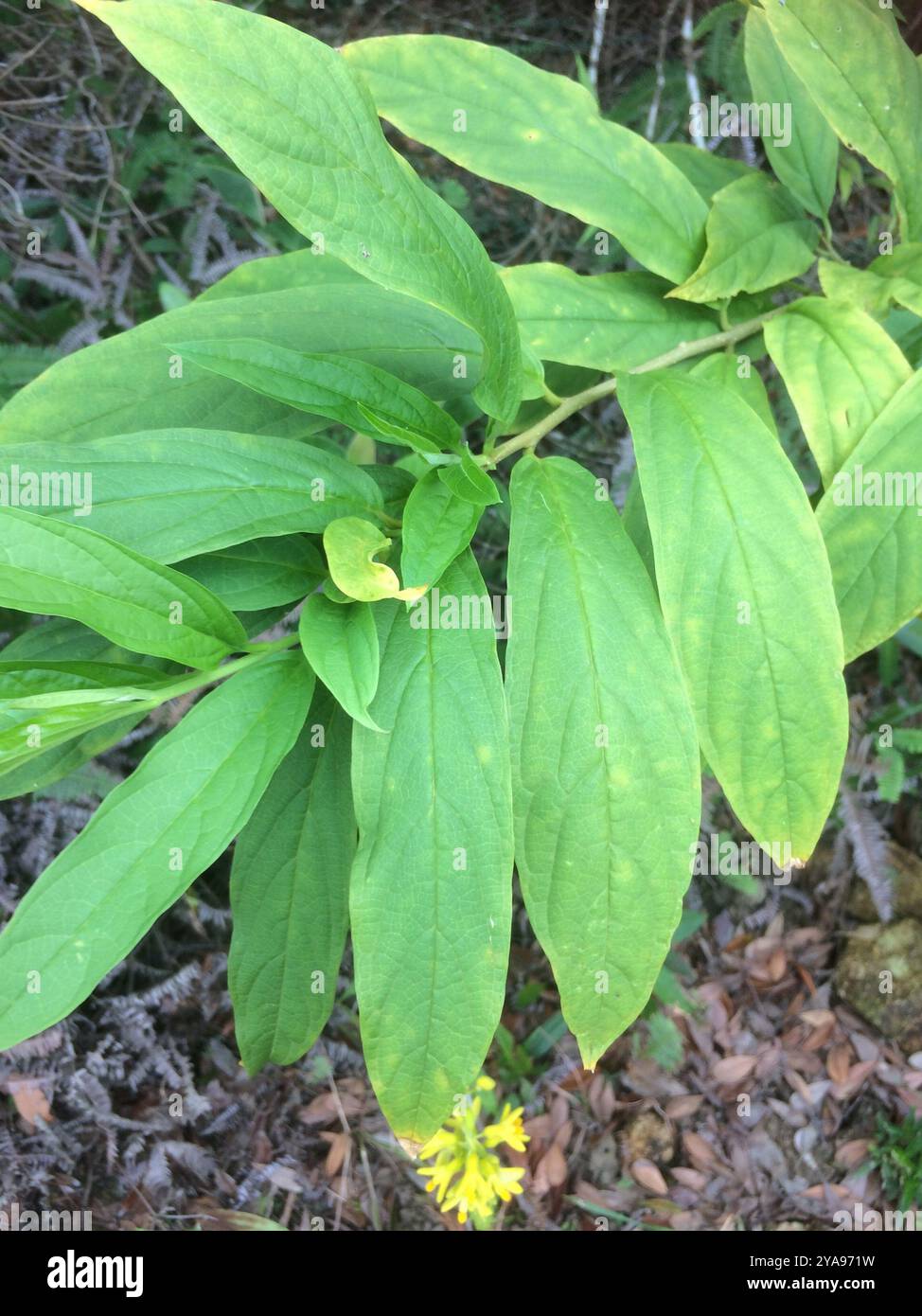 Frivolous Milkwort (Polygala fallax) Plantae Stock Photo - Alamy