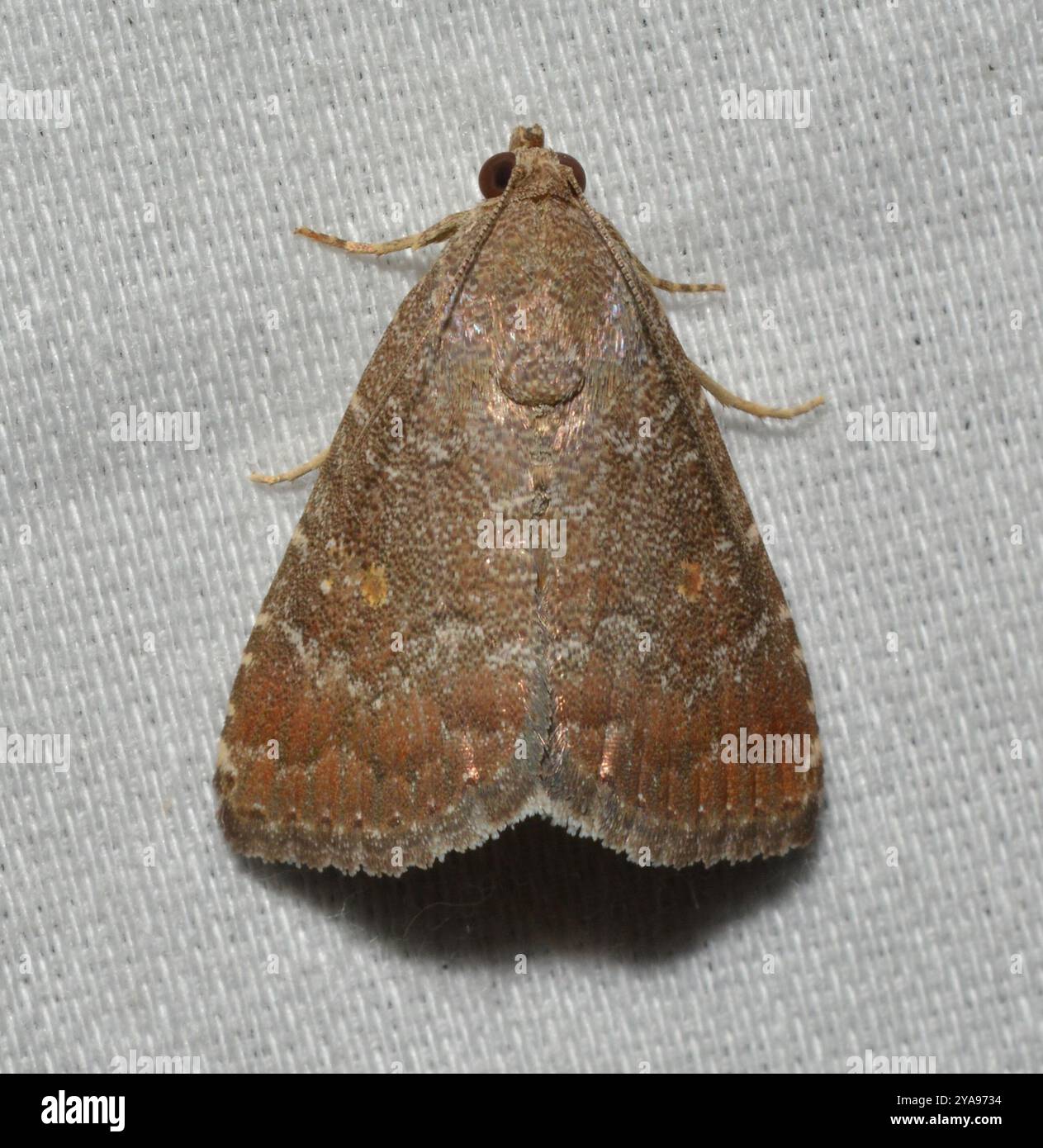 Eight-spot Moth (Amyna stricta) Insecta Stock Photo - Alamy